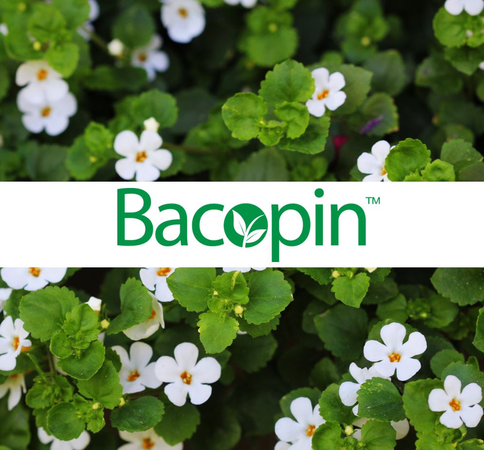 BACOPIN® | Bacopa monnieri | Ihr Lieferant | MIVALIED®